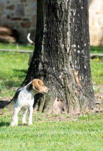 About - Green Spring Valley Hounds