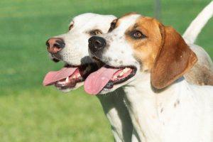 Home - Green Spring Valley Hounds
